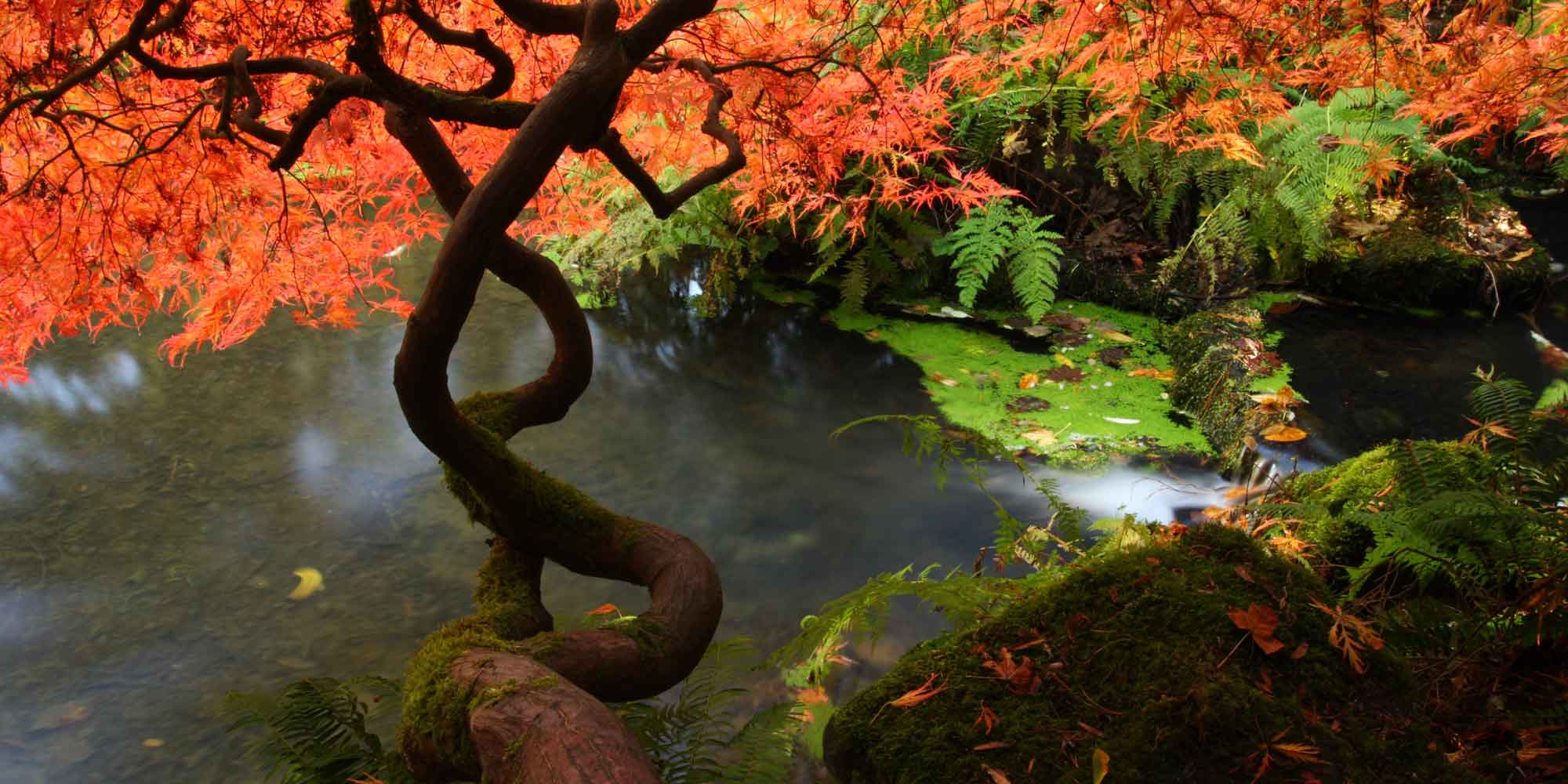 Acupuncture in Washington DC at Transformational Acupuncture