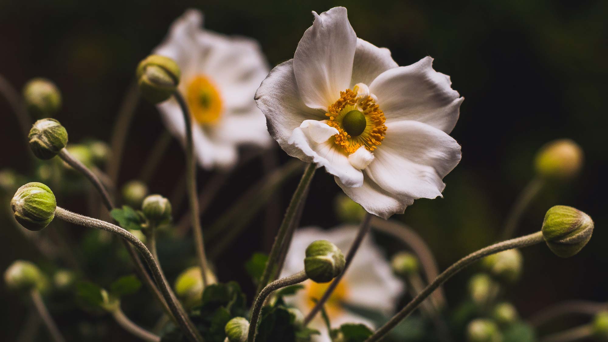 Seasonal Series: Spring • Transformational Acupuncture